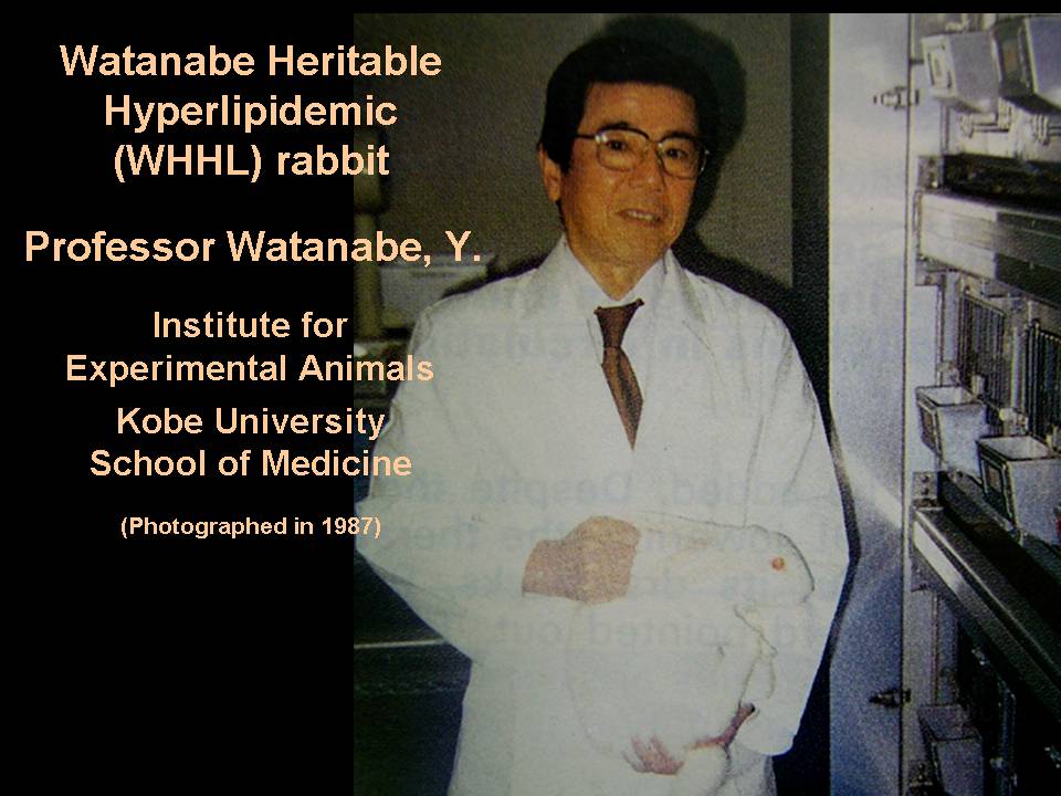 Contents of WHHL out line